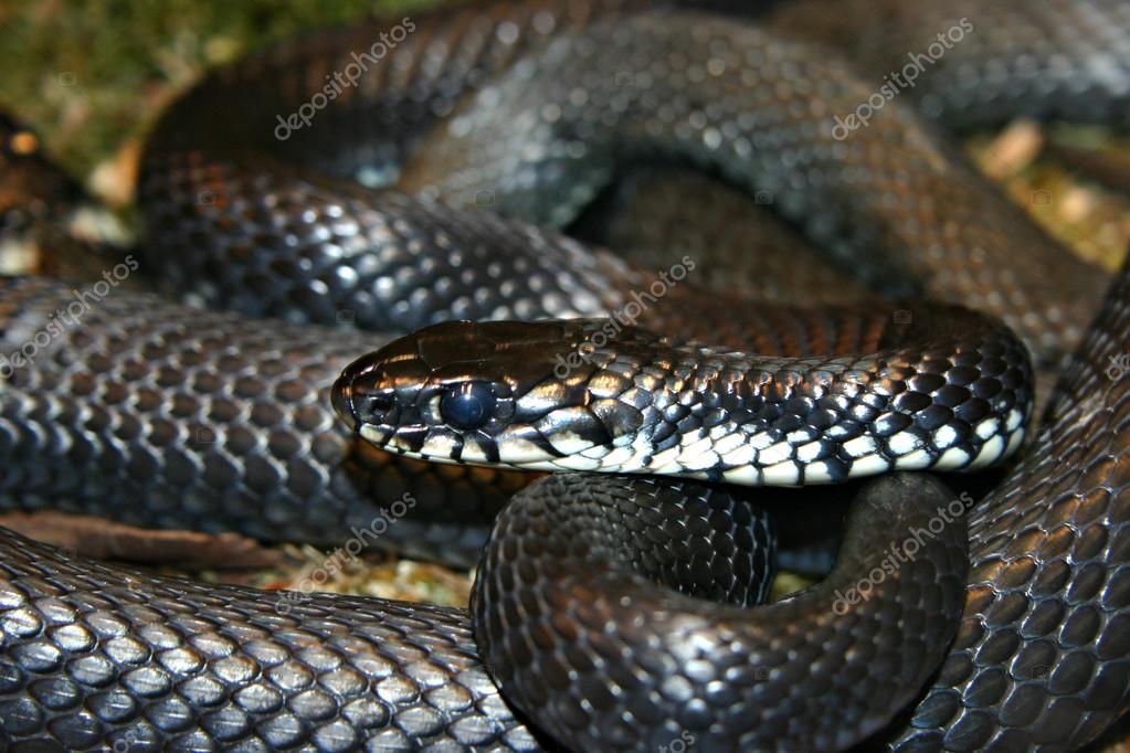 Snake Stock Photo by ©imadc 28719197