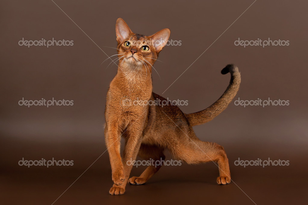 Sorrel Abyssinian Cat