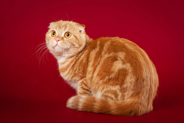Red scottish fold Stock Photos, Royalty Free Red scottish fold Images ...