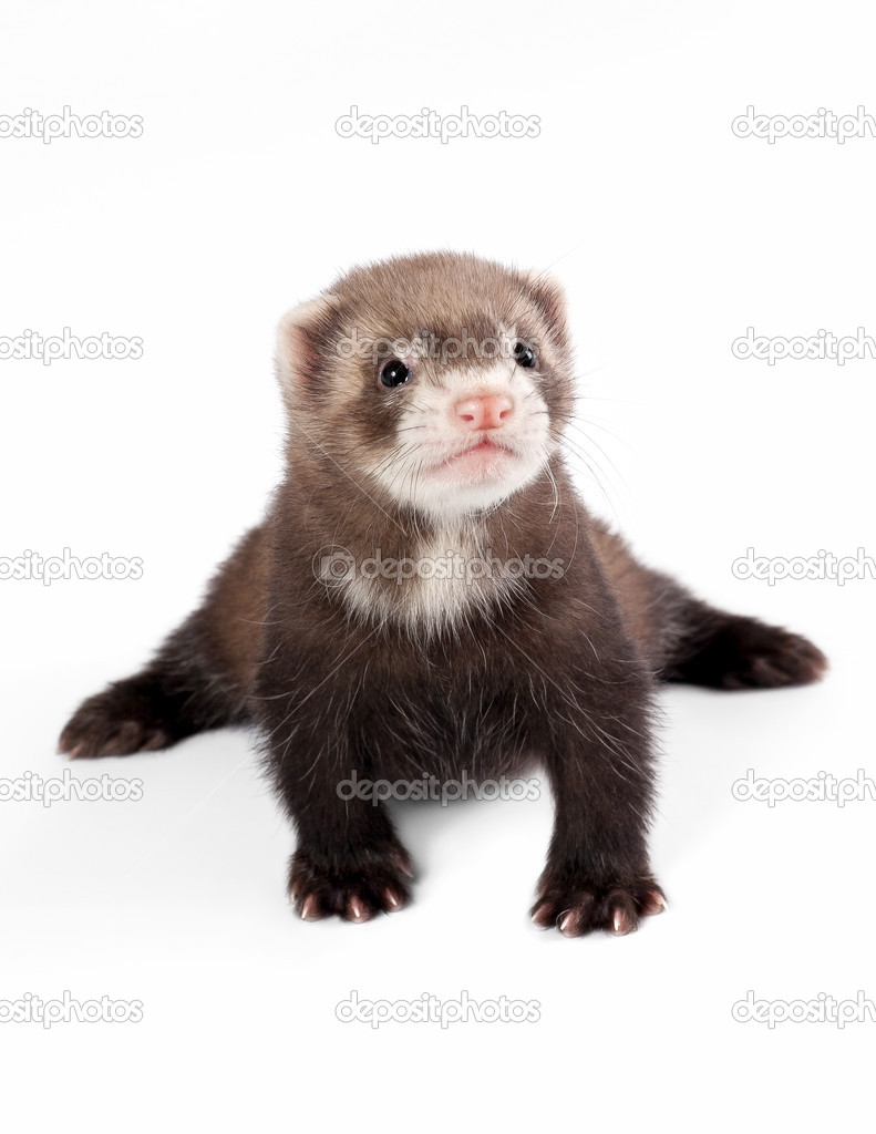 Polecat bébé sur fond blanc image libre de droit par dionoanomalia ...