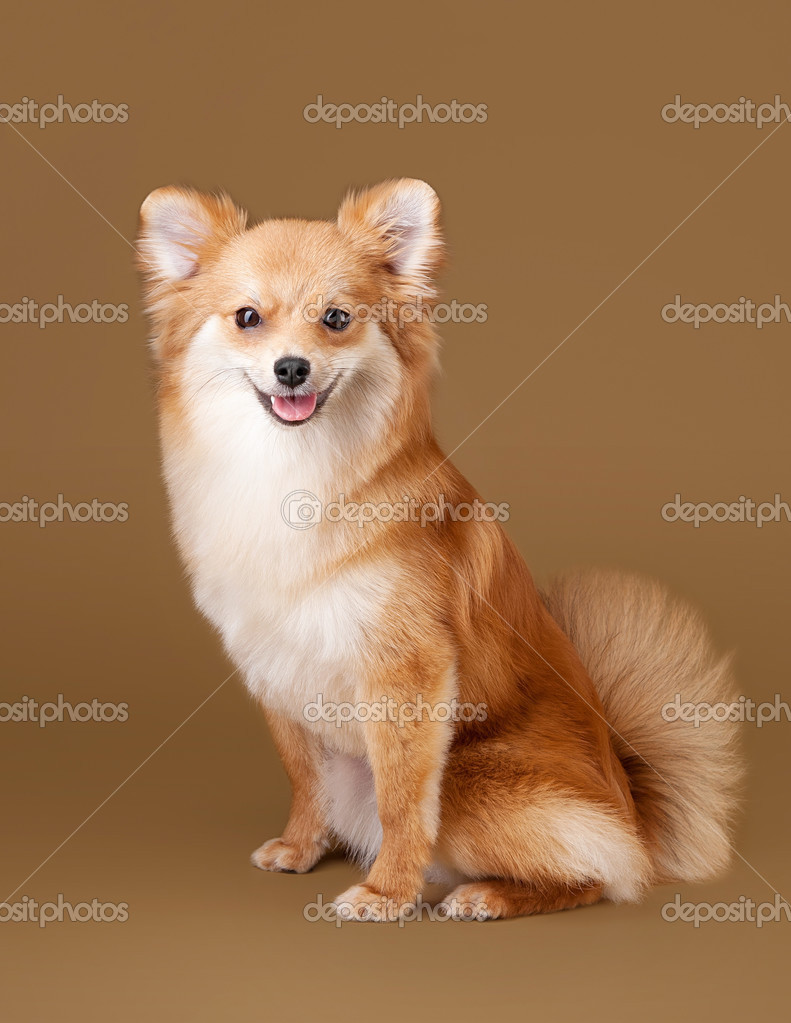 Light Brown Pomeranian Puppies