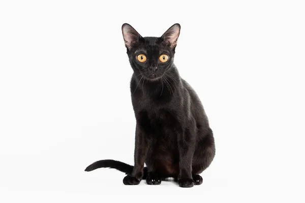 Bombay cat Stock Photos, Royalty Free Bombay cat Images | Depositphotos