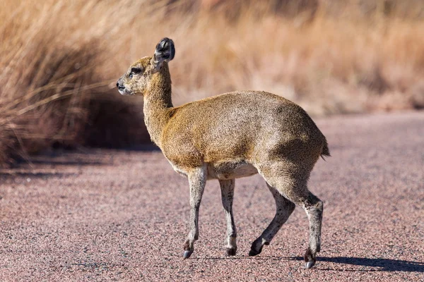 Klipspringer Jumping
