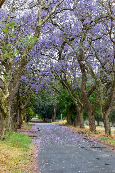 Jacaranda spring Stock Photos, Royalty Free Jacaranda spring Images ...
