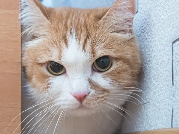 Sad cat — Stock Photo © basnik_bna #43676561