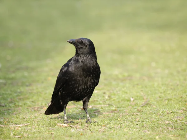 Genus corvus Stock Photos, Royalty Free Genus corvus Images | Depositphotos