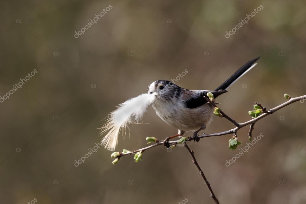 Long-tailed tit, Aegithalos caudatus — Stock Photo © mikelane45 #31401699