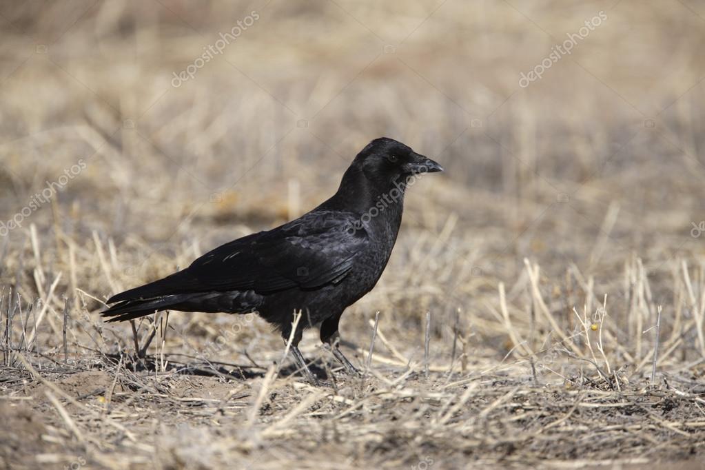 American crow, Corvus brachyrhynchos Stock Photo by ©mikelane45 31493119