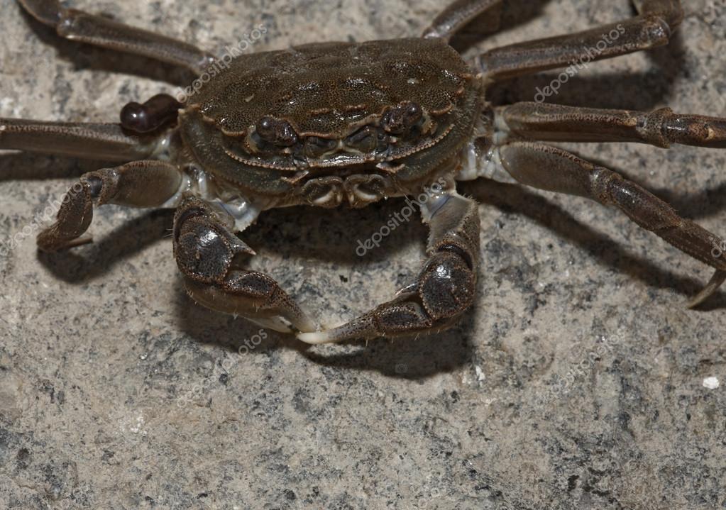 Krab říční, jsou — Stock Fotografie © mikelane45 #31548219