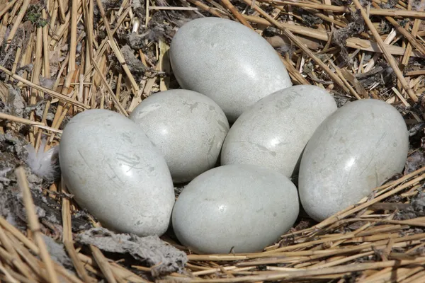 Ovos poedeiras Stock Photos, Royalty Free Ovos poedeiras Images ...