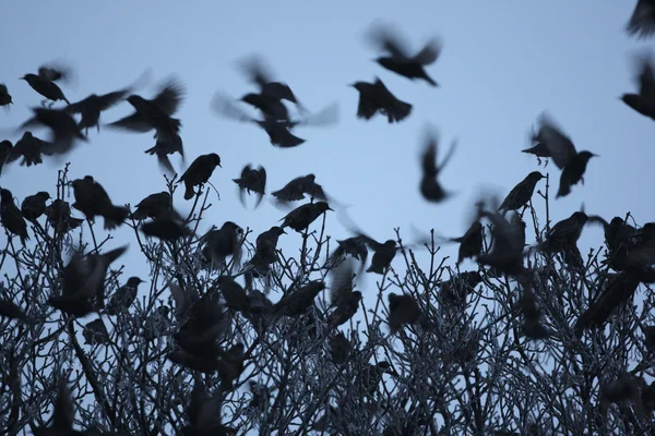Manada de cuervos fotos de stock, imágenes de Manada de cuervos sin ...