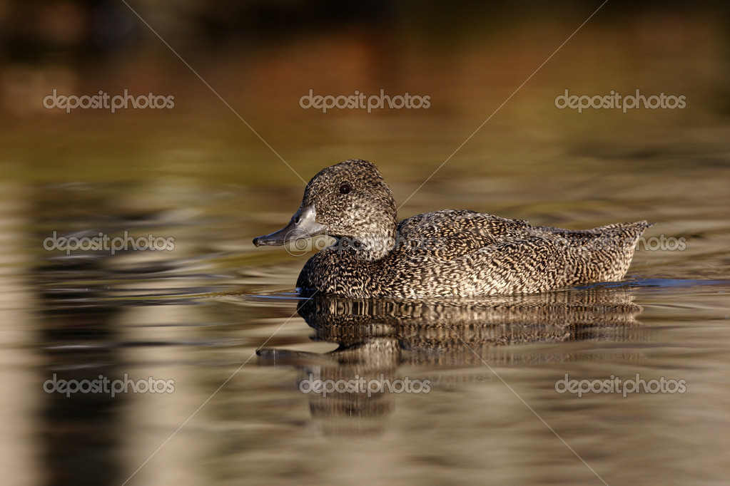 Pato pecoso, Stictonetta naevosa — Foto de stock #31921033 © mikelane45