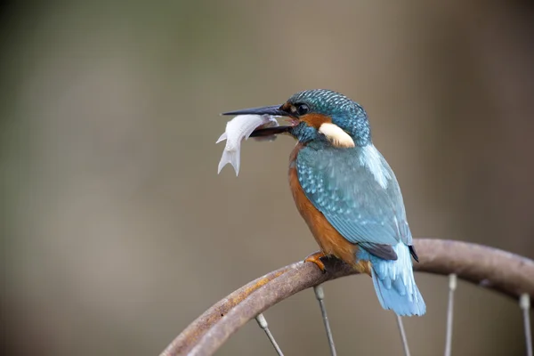 Eating mealworms Stock Photos, Royalty Free Eating mealworms Images ...