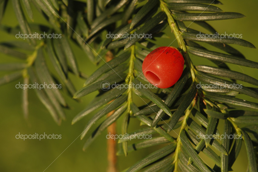 Árbol del tejo, Taxus baccata — Foto de stock #33229939 © mikelane45