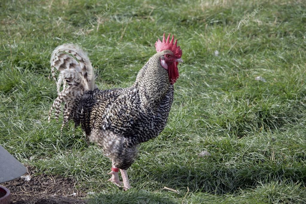 Los maranos: fotografía de stock © mikelane45 #34540711 | Depositphotos