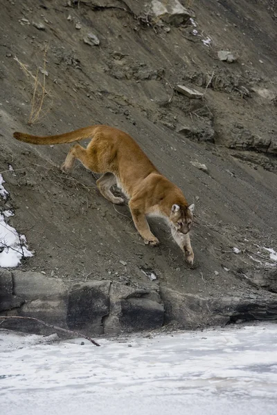 Mountain lion leaping Stock Photos, Royalty Free Mountain lion leaping ...