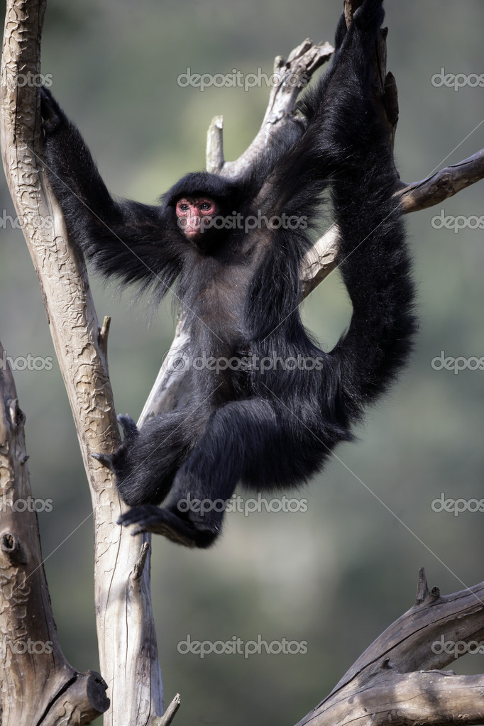 Red-faced spider monkey, Ateles paniscus Stock Photo by ©mikelane45 ...