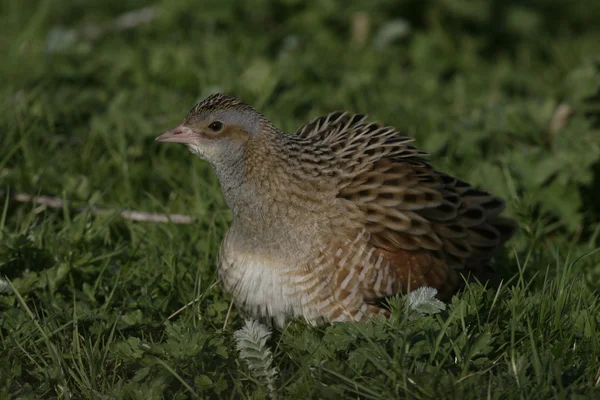 Female common pheasant Stock Photos, Royalty Free Female common ...