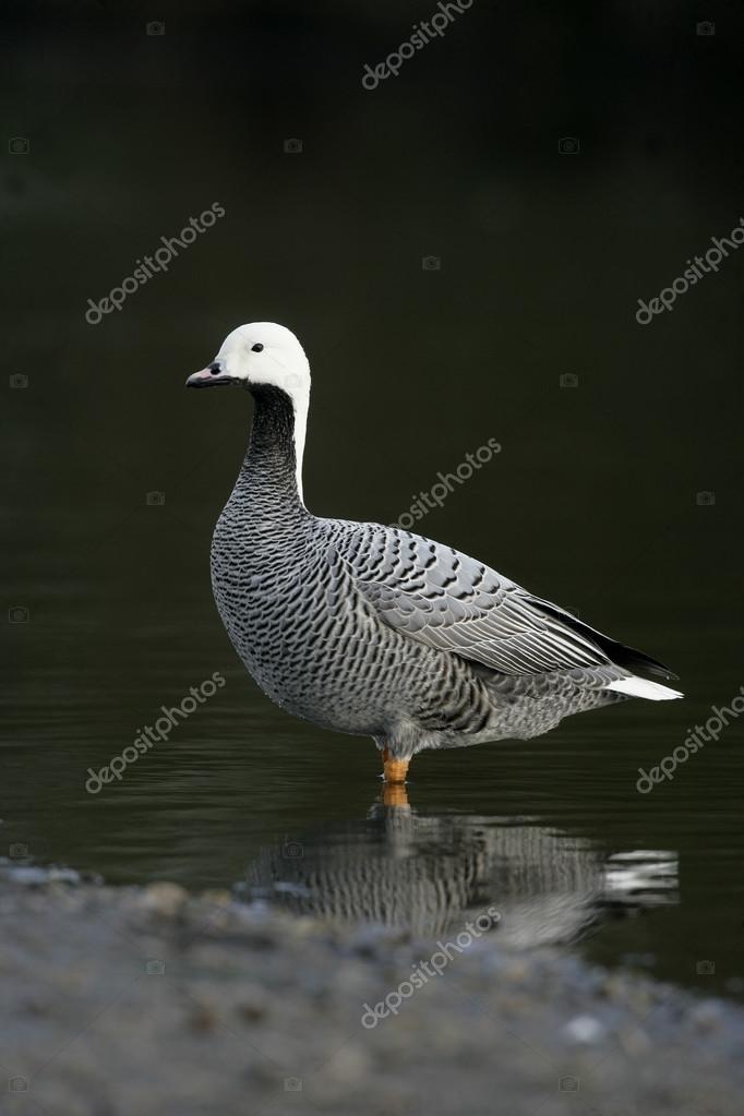 Emperor goose, Anser canagica — Stock Photo © mikelane45 #35639587