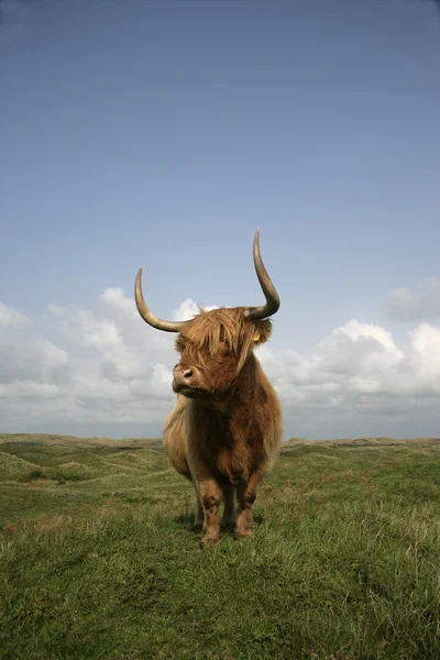 Scottish highlander Stock Photos, Royalty Free Scottish highlander ...