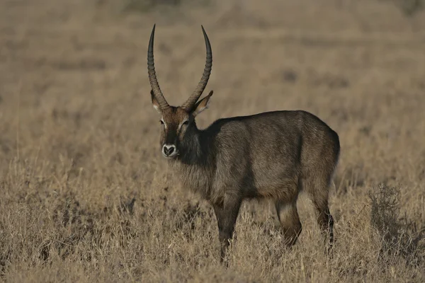 Antílope indio fotos de stock, imágenes de Antílope indio sin royalties ...
