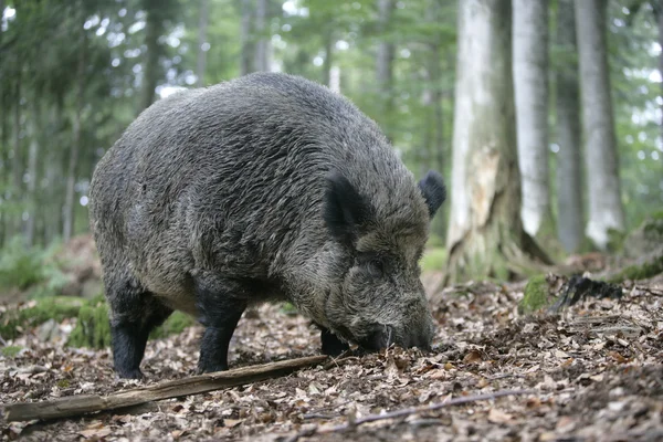 Sanglier mort images libres de droit, photos de Sanglier mort ...