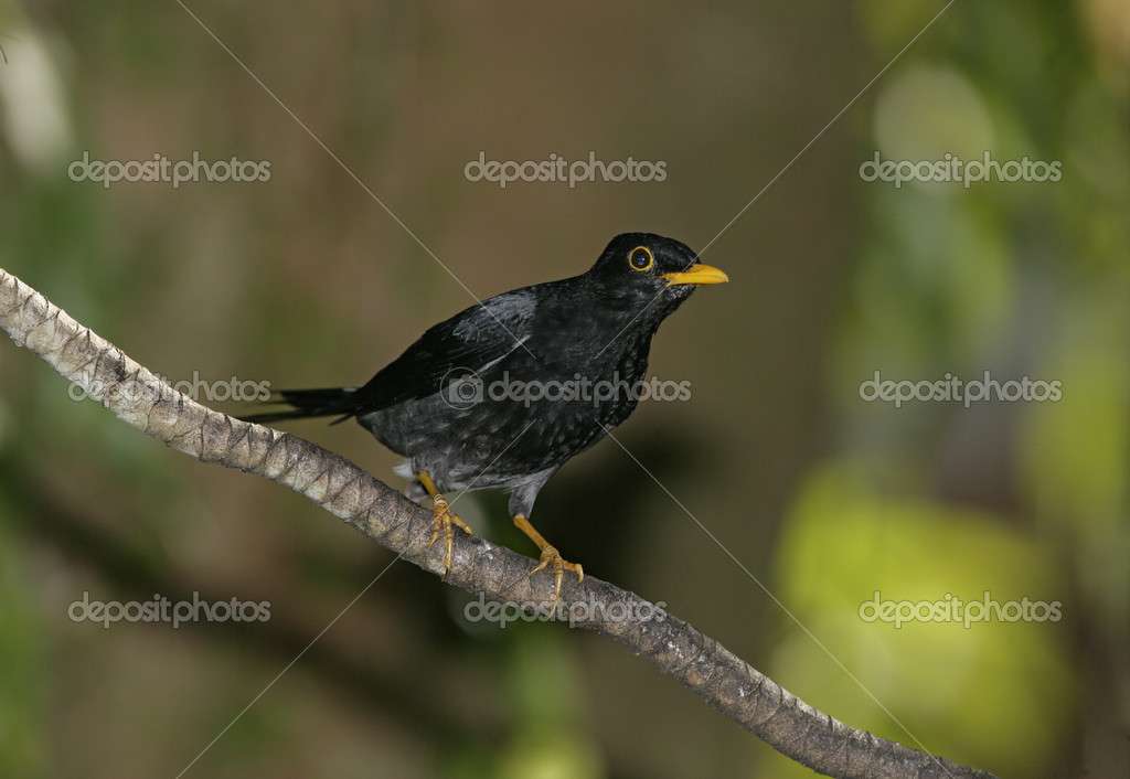 Yellow-legged thrush, Platycichla flavipes Stock Photo by ©mikelane45 ...