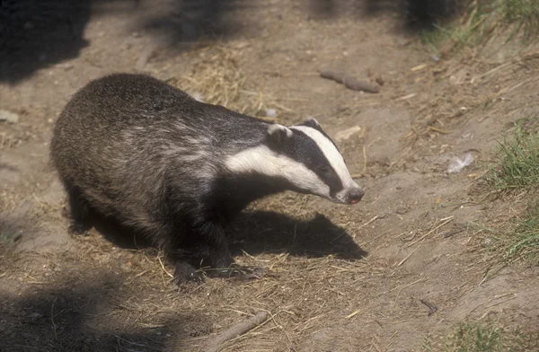 North American Short Legged Badger Wild Animal Mustelidae Family ...