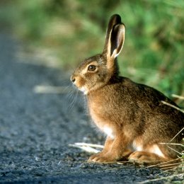 Заяц Stock Photos, Royalty Free Заяц Images | Depositphotos