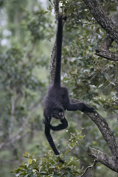 Macaco aranha geoffroys Stock Photos, Royalty Free Macaco aranha ...