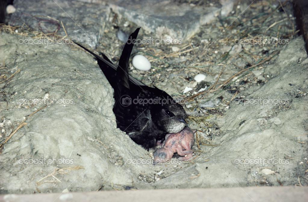 Swift, Apus apus Stock Photo by ©mikelane45 37486191