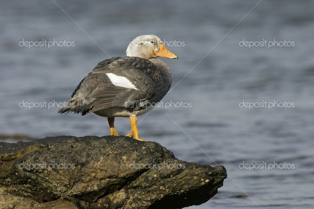 Falklands flightless streamer duck, Tachyeres brachypterus — Stock ...