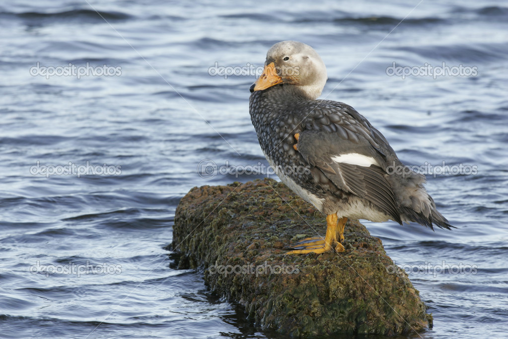 las Malvinas no vuela streamer pato, tachyeres brachypterus 2024