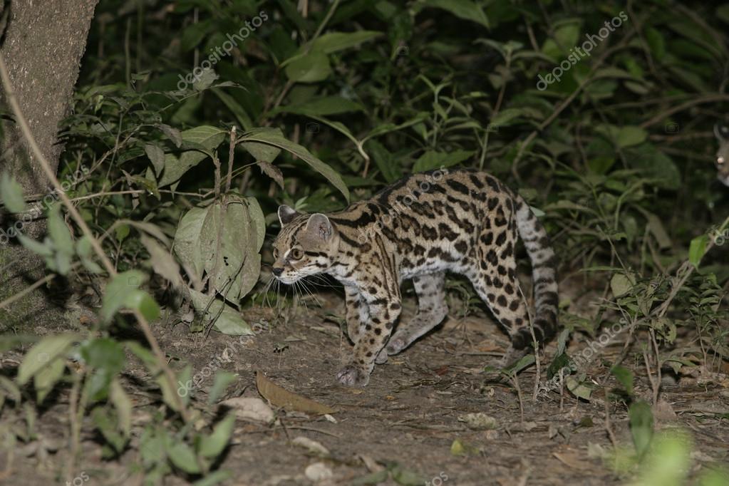 Tigrillo o gato tigre o pequeño tigre, leopardus wiedii — Fotos de ...
