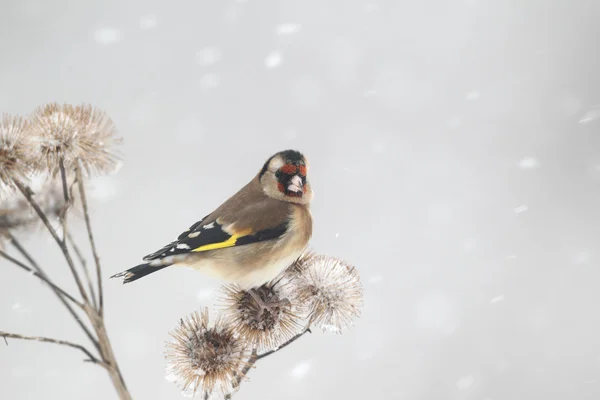 Goldfinch, Carduelis carduelis - Stock Image - Everypixel
