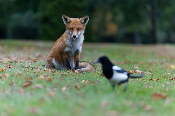 Crow and fox Stock Photos, Royalty Free Crow and fox Images | Depositphotos