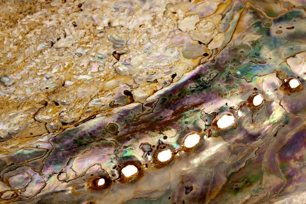 Abalone texture Stock Photos, Royalty Free Abalone texture Images ...
