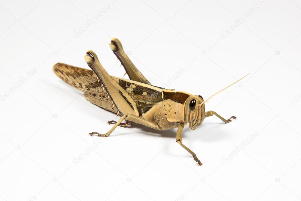 Right Side View of Grasshopper on White Stock Photo by ©lcswart 44238467