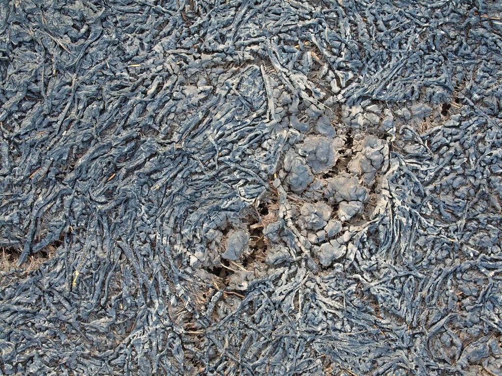 Abandoned burnt place. Burned grass solidified in rain into mud and ...