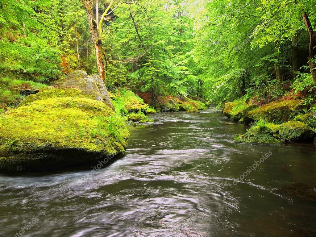 Río de montaña con grandes rocas musgosas en el arroyo. Ramas de ...