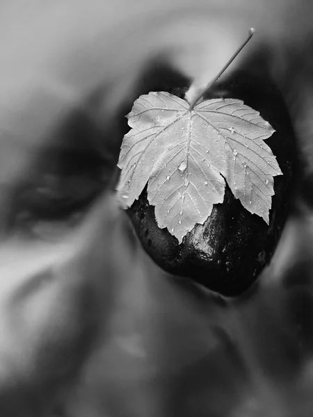 Broken leaf Stock Photos, Royalty Free Broken leaf Images | Depositphotos