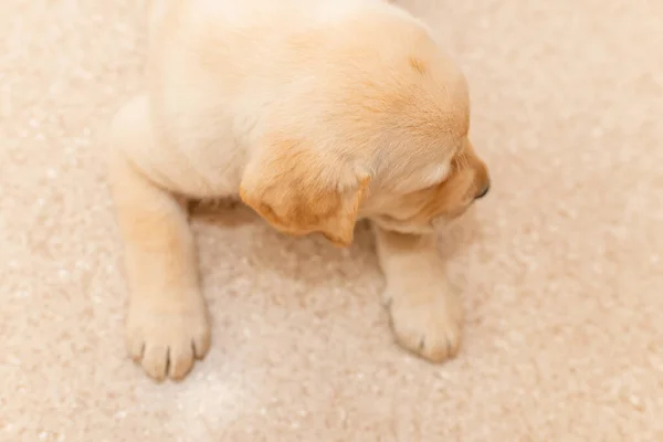 Cachorro rezando fotos de stock, imágenes de Cachorro rezando sin ...