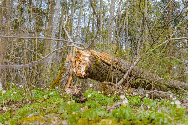 Broken tree after storm damage.one tree trunk broken by strong winds ...