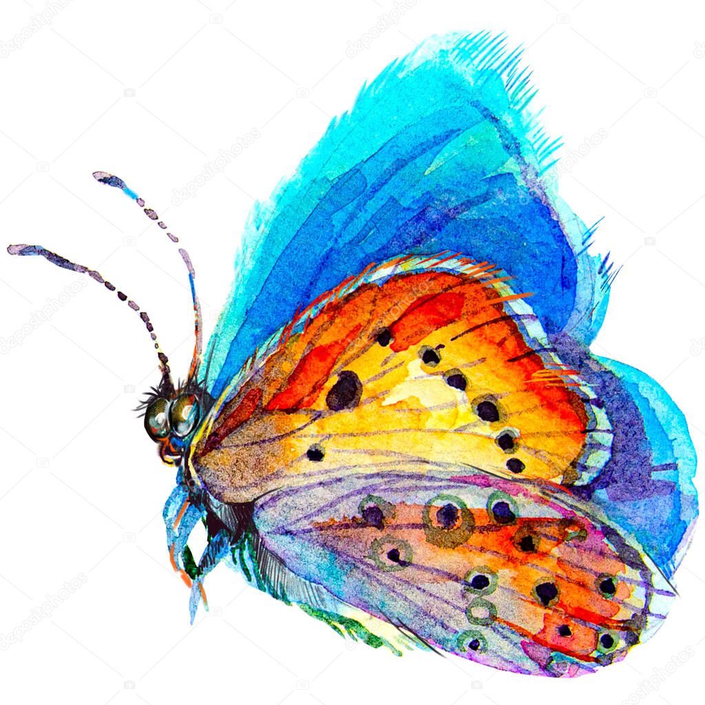 Disegno Ala Farfalla Colore Dipingere Una Farfalla Con Gli Acquerelli