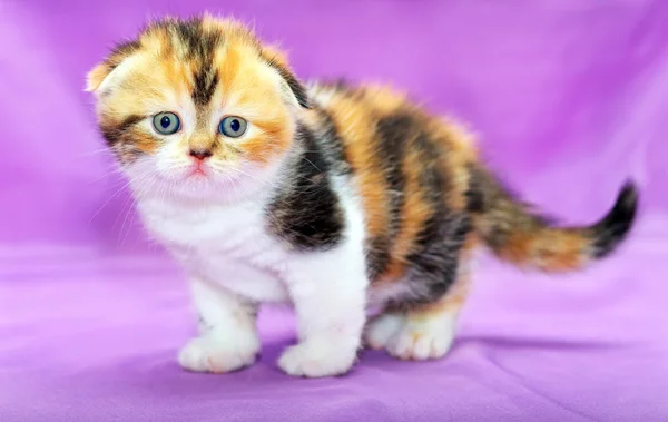 Calico Scottish Fold Kitten
