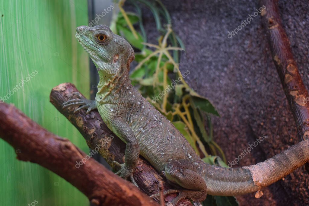 basilisco de plumas (Basiliscus plumifrons), también conocido como el ...