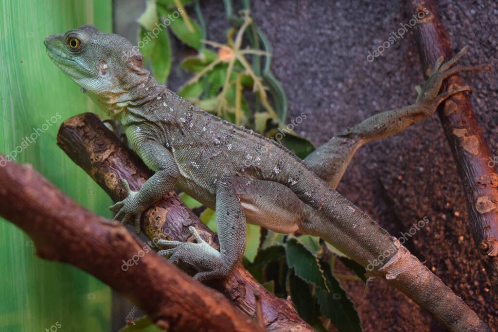basilisco de plumas (Basiliscus plumifrons), también conocido como el ...