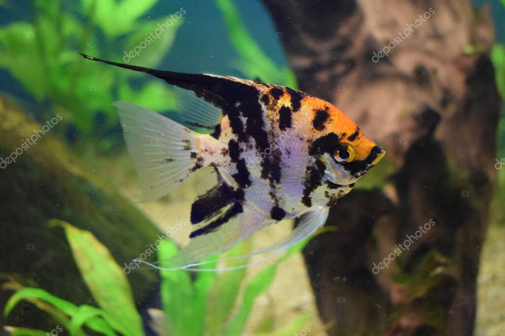 Koi Angelfish (Pterophyllum scalare) aislado en peces tanque con fondo ...