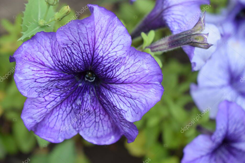 Petunia de flores grandes Limbo Azul veteado. La flor petuniana un año ...