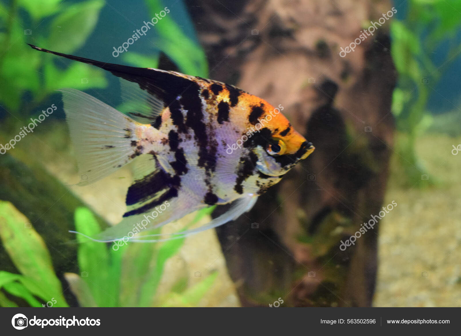 Freshwater Marble Angelfish